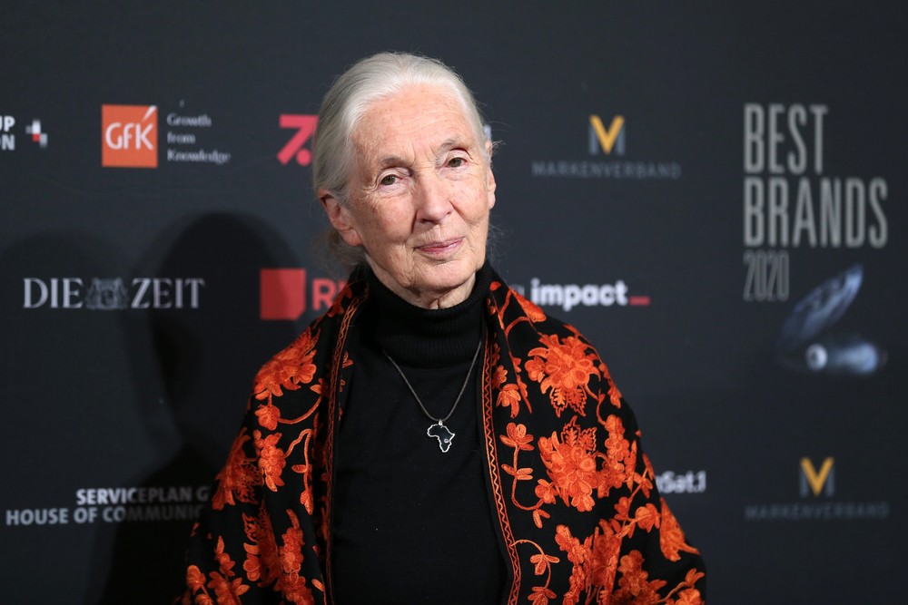 Príncipe Harry e Meghan relembram momento de Jane Goodall com Archie ...