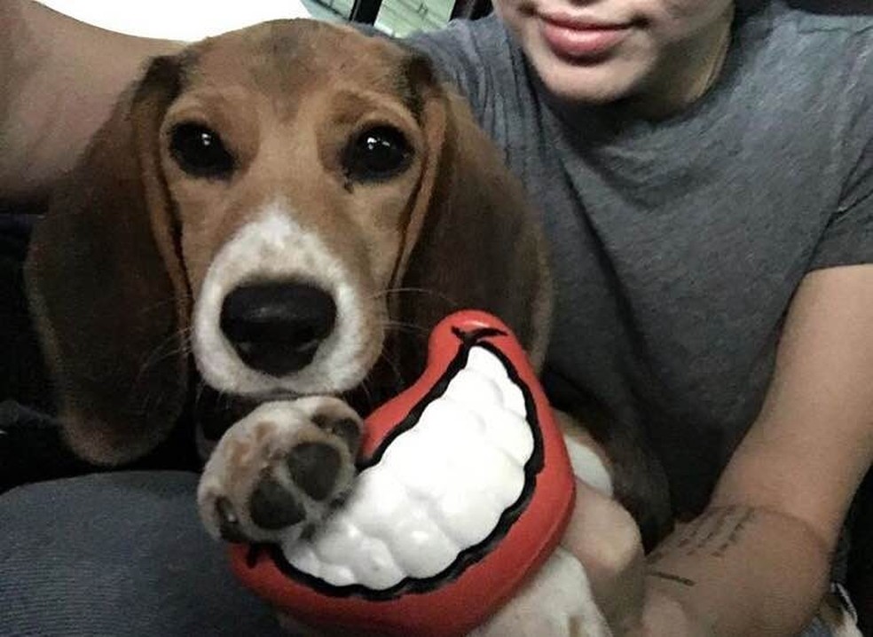 Miley Cyrus adota cadelinha da raça beagle, 'Barbie'