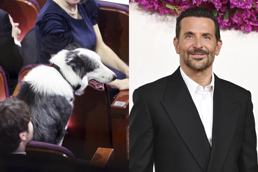 Oscar 2024: Cachorro Messi viraliza na web após ter atuação comparada ...