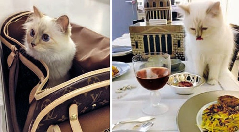 Choupette retorna à cena em clique parisiense com Naomi Campbell