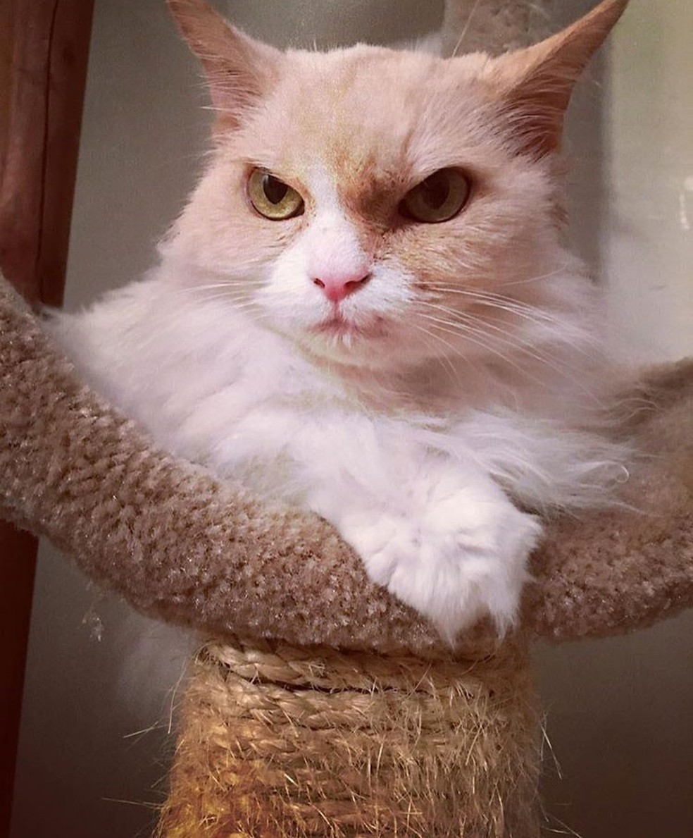 Depois do Grumpy Cat, Angry Pearl é o gato-sensação da internet