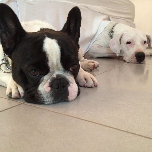 Regiane Alves lamenta morte de sua cachorra: 'Fez parte da minha vida ...