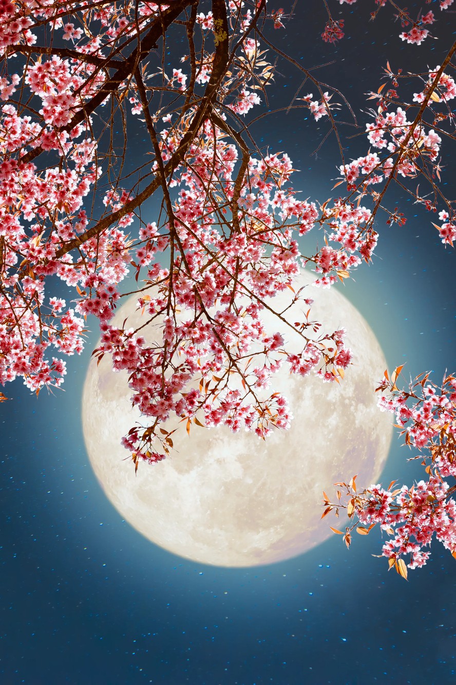 A Lua Cheia das Flores em 12 de maio será uma das mais mágicas do ano ...