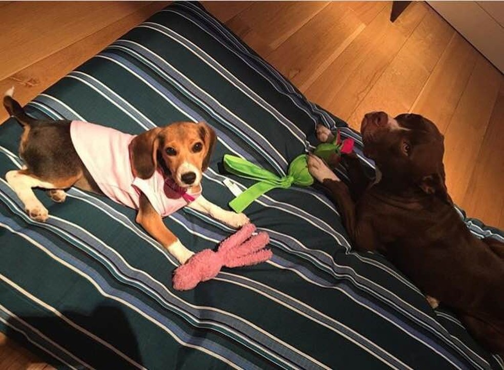 Miley Cyrus adota cadelinha da raça beagle, 'Barbie'