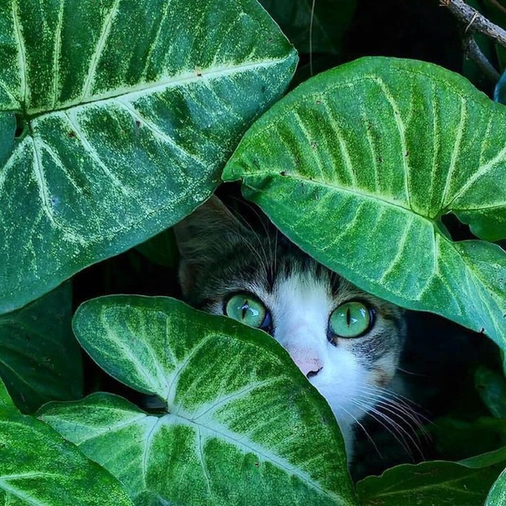 Mari Goldfarb plena sob o sol