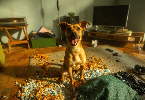 Entre risos e lágrimas, 'Caramelo' revela o poder transformador do afeto animal em nossas vidas