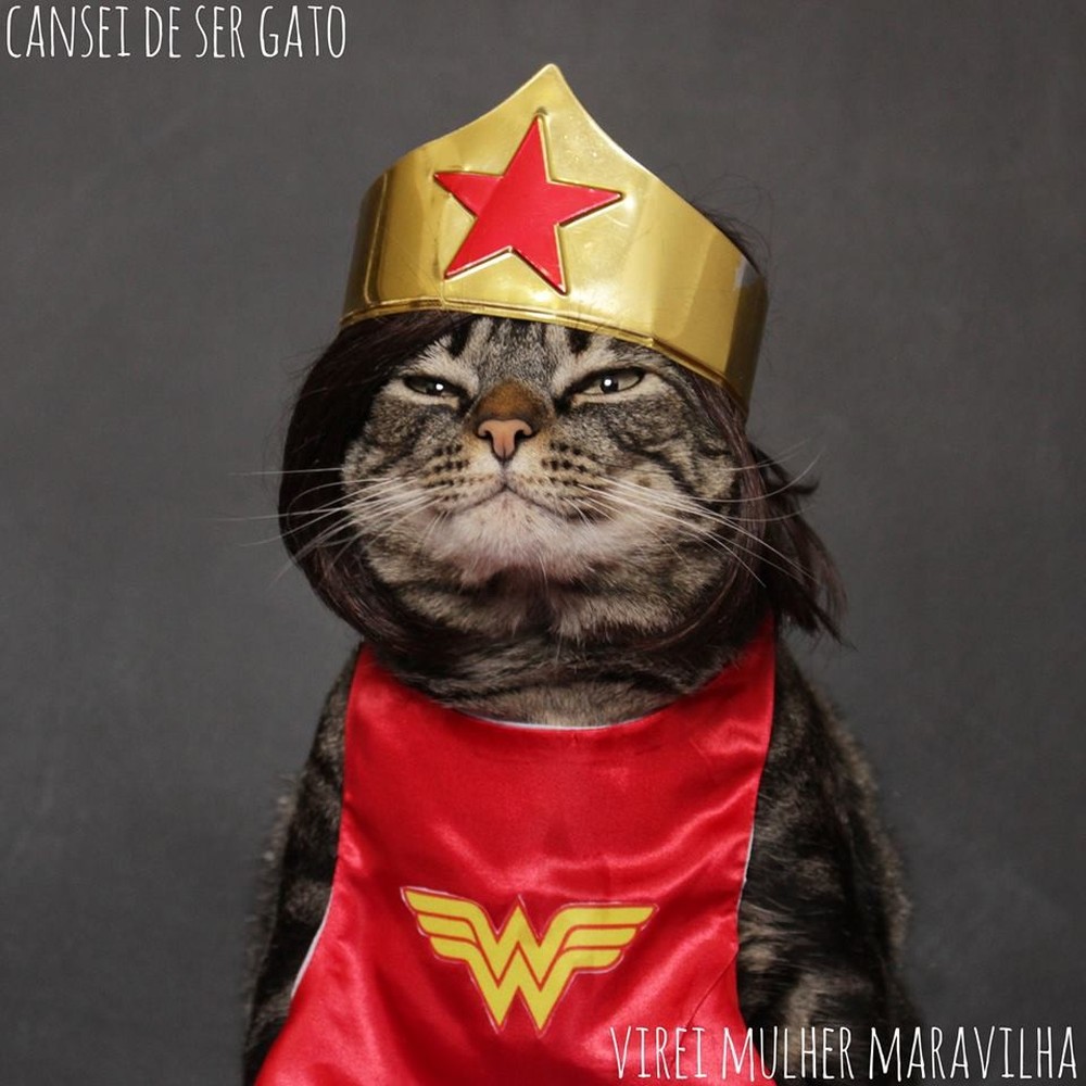 Cansei de Ser Gato: o livro de Chico, o gato-celebridade na internet