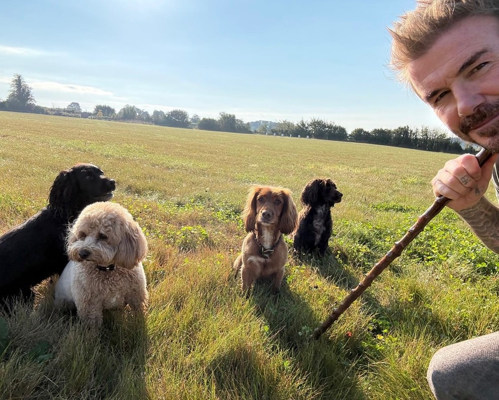 David Beckham abre álbum de fotos de momentos relaxantes em sua fazenda